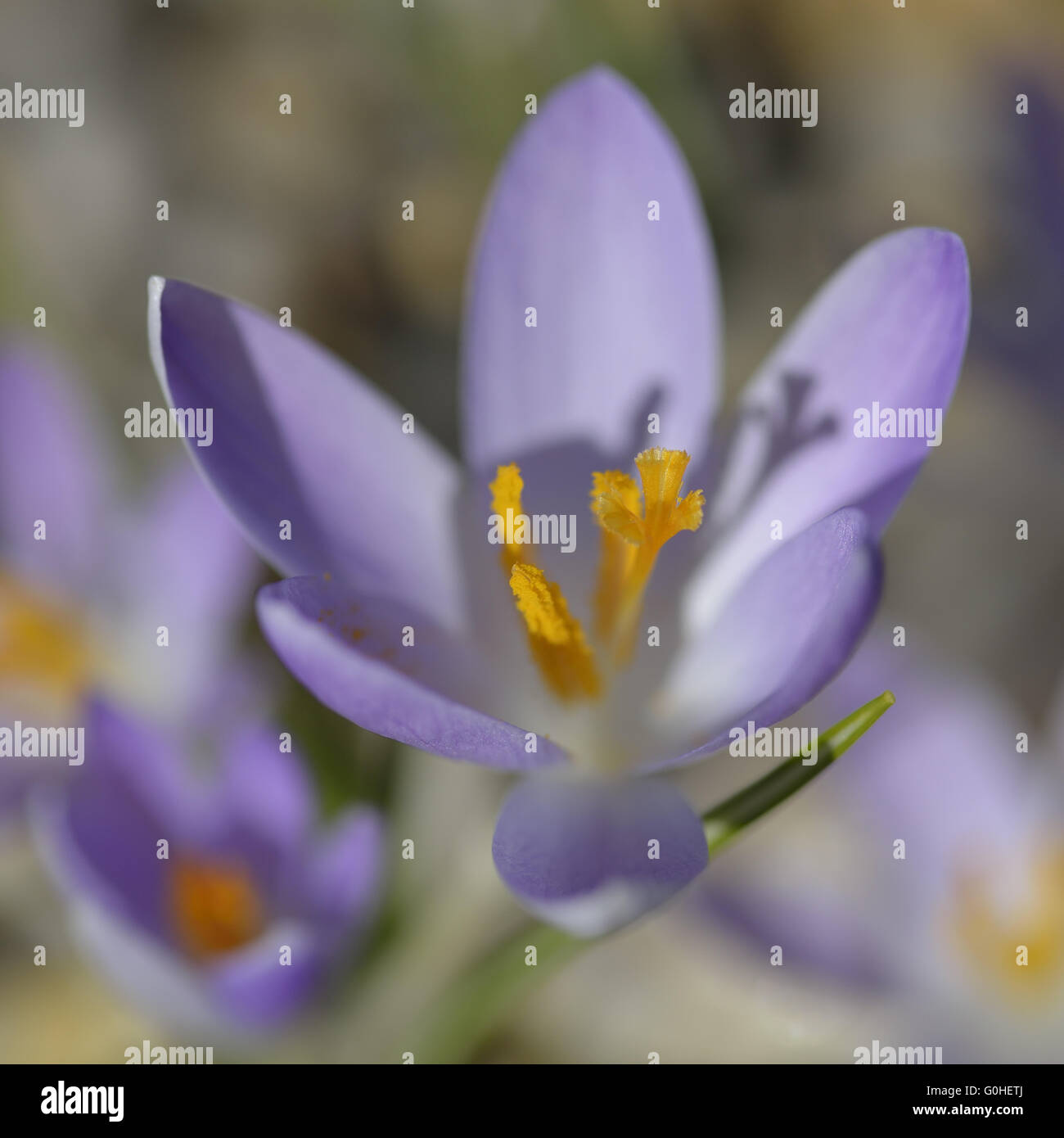 Seasonal wild plant hi-res stock photography and images - Alamy