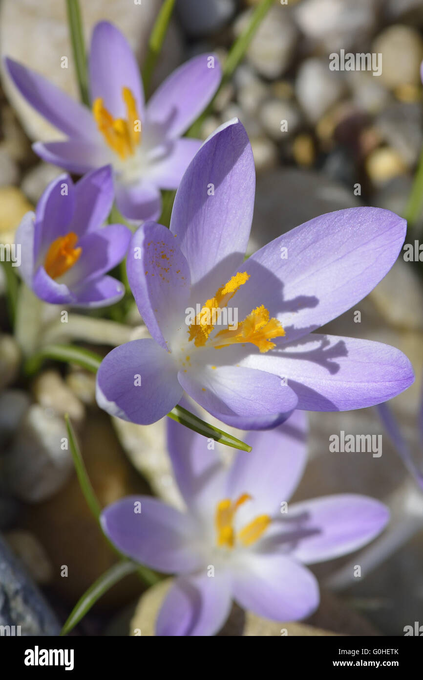 Wildblumen garten wiese hi-res stock photography and images - Alamy