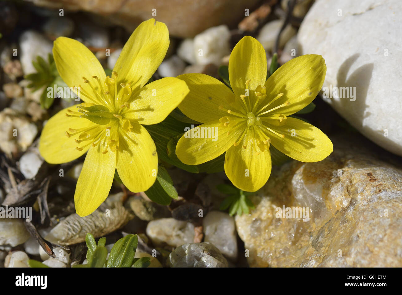 Eranthis Flower High Resolution Stock Photography and Images - Alamy