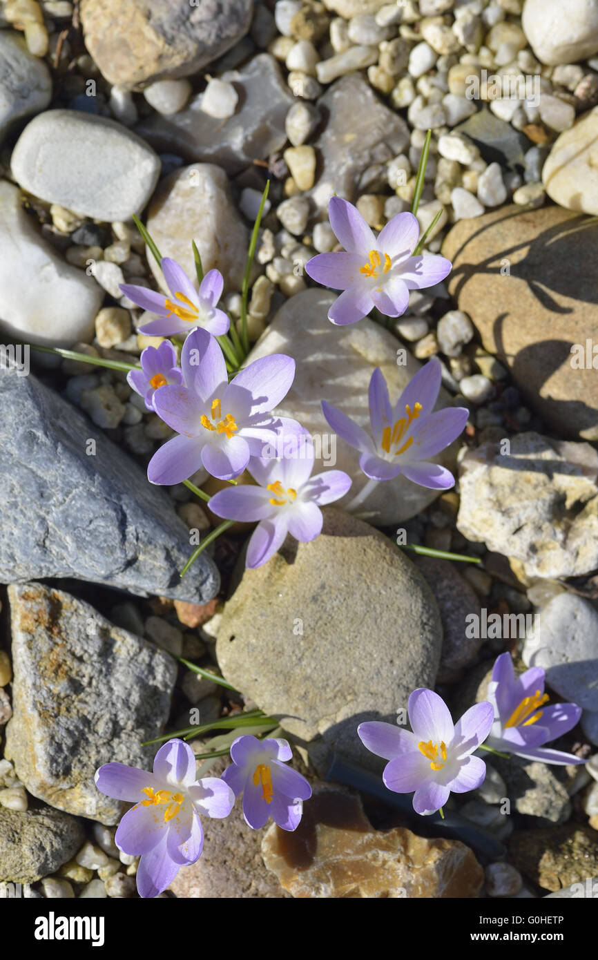 Crocus meadow blooming krokusbluete hi-res stock photography and images ...