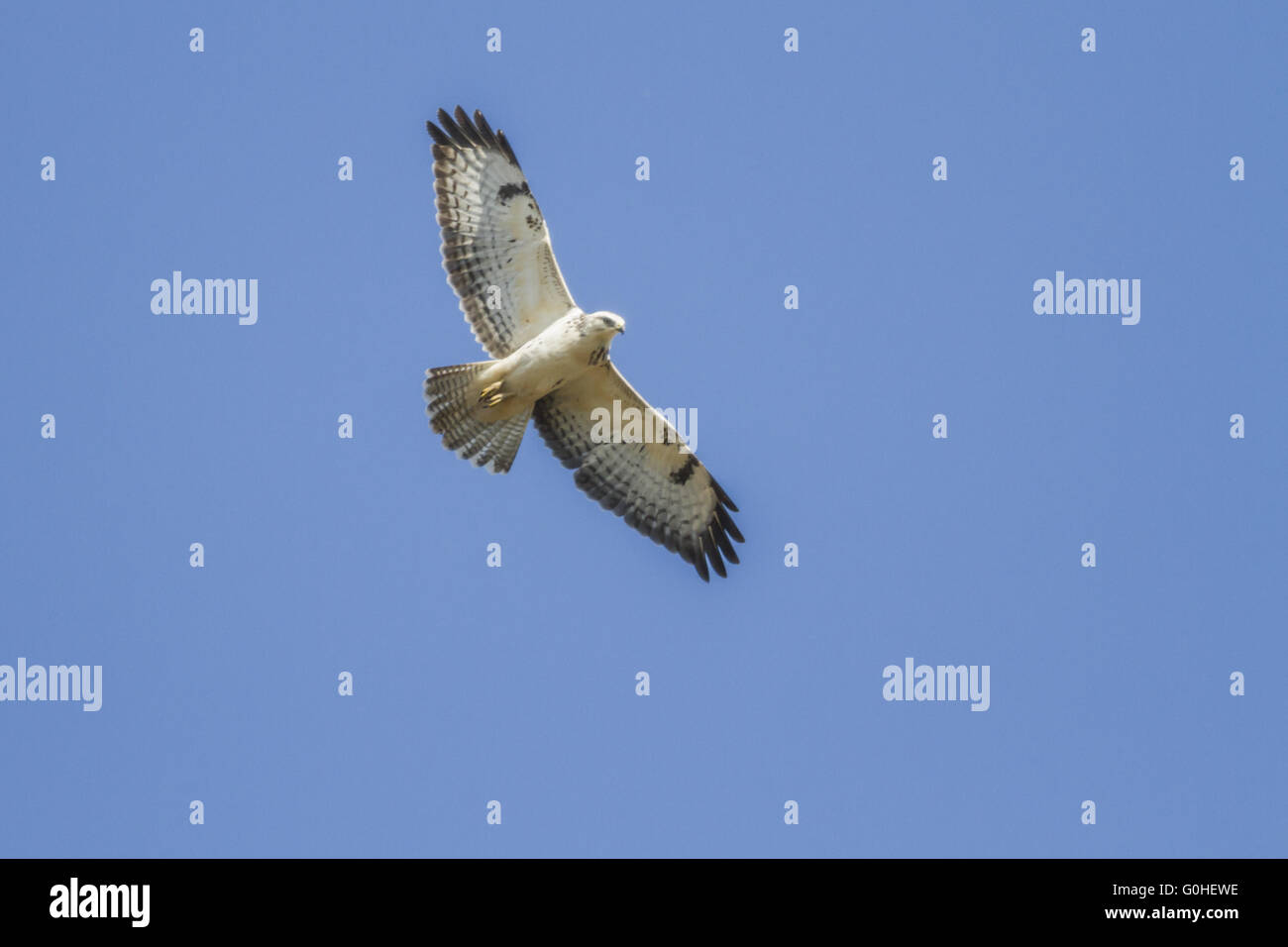 Buzzard beak hi-res stock photography and images - Alamy