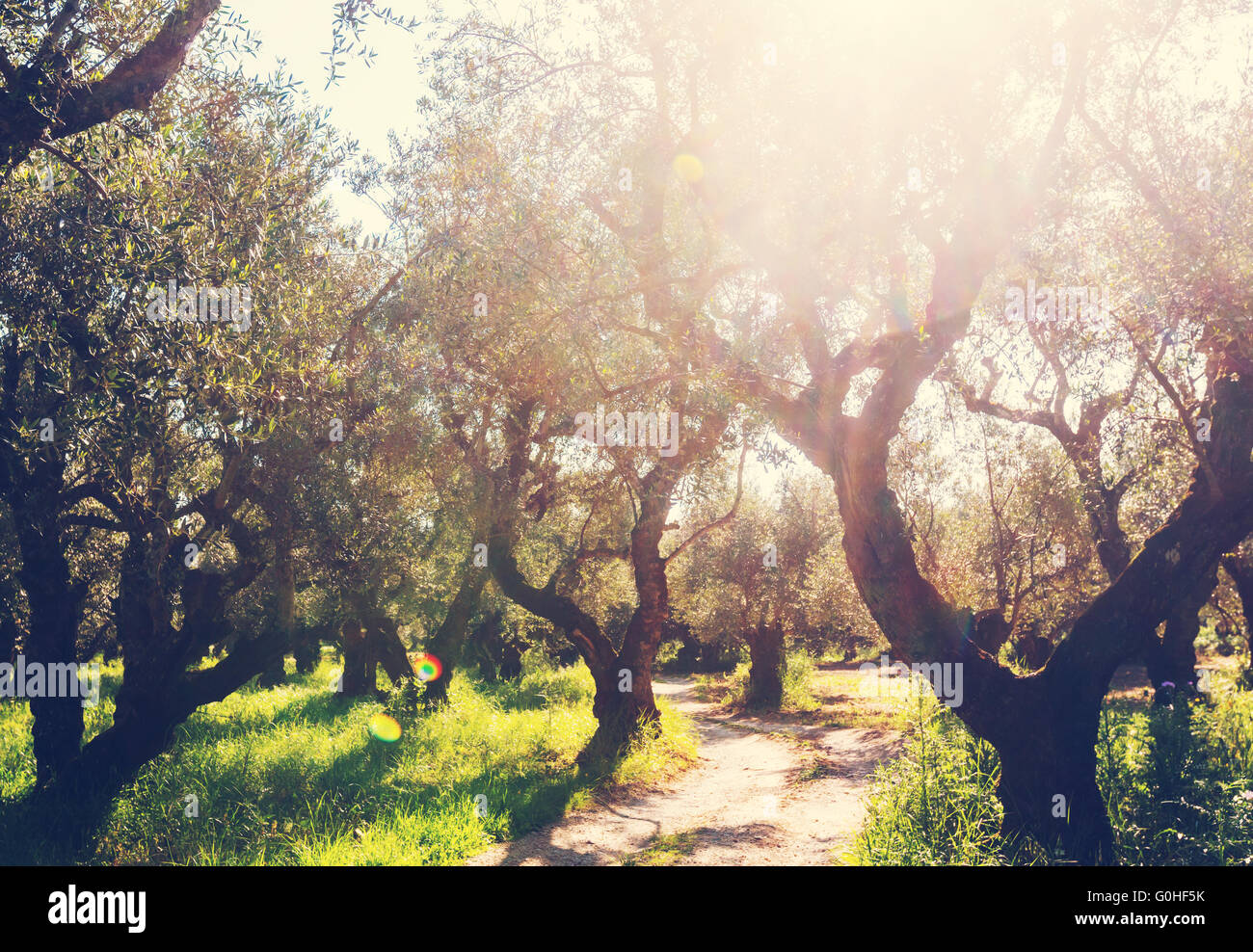 Corfu olive road hi-res stock photography and images - Alamy