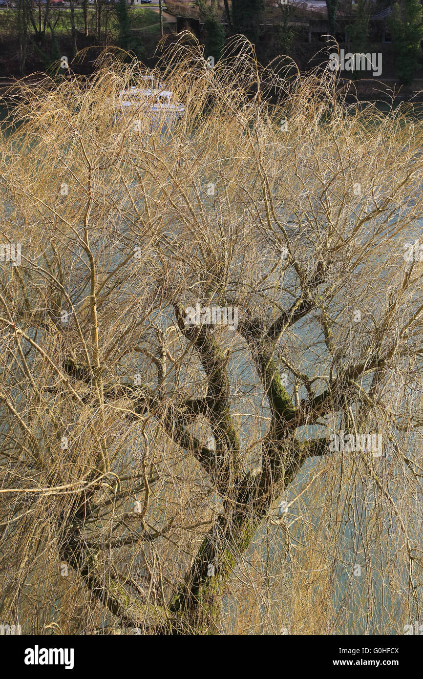 Weeping willow riverbank hi-res stock photography and images - Alamy