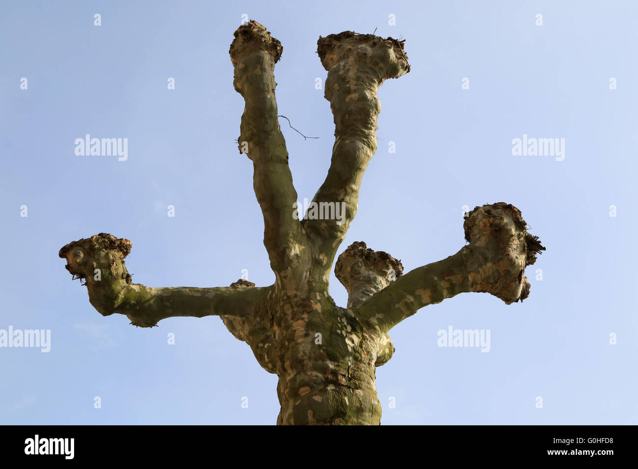 Trimmed an cropped Plane tree Stock Photo - Alamy