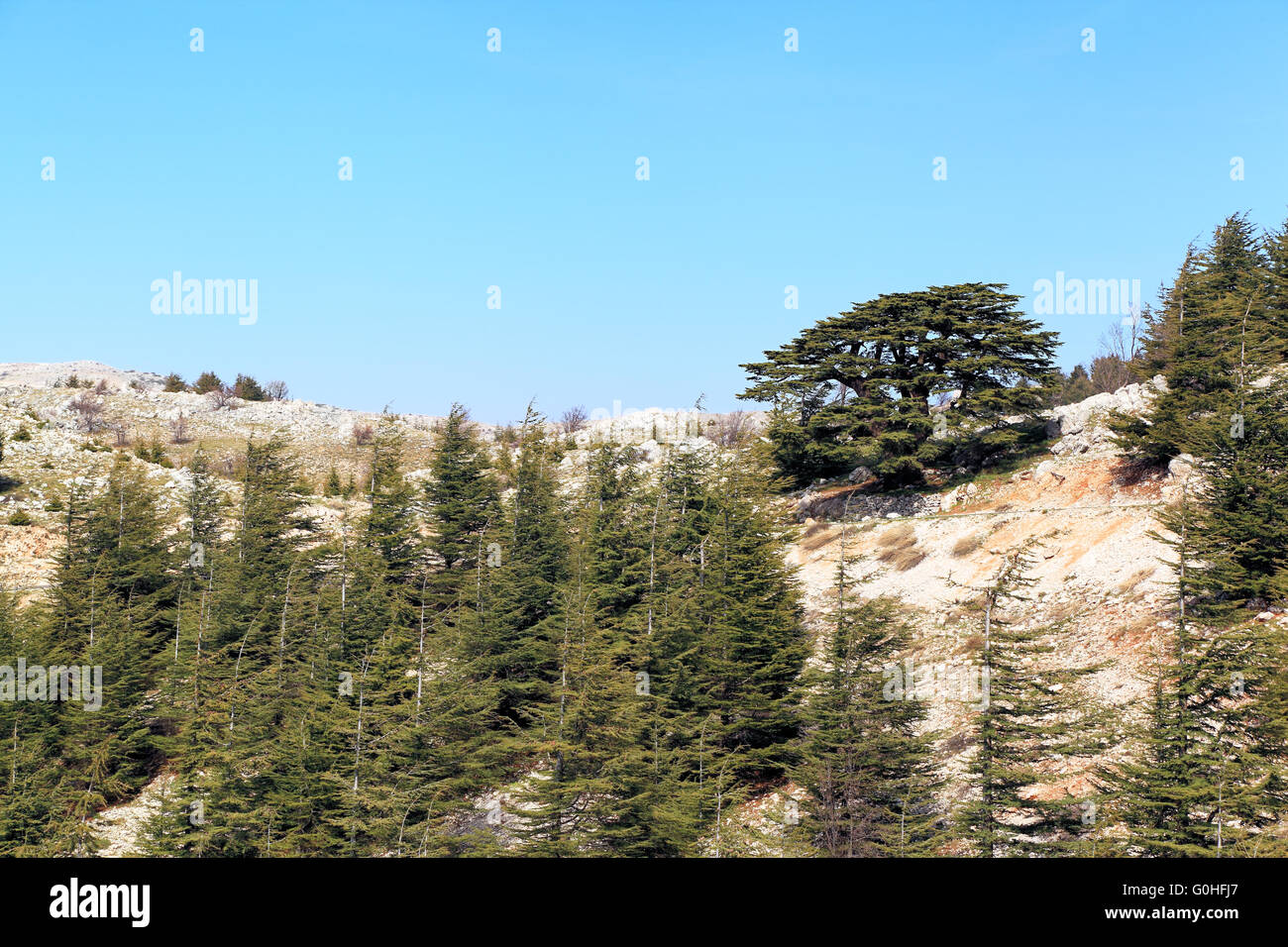 Lebanon Landscape with Cedars Stock Photo - Alamy