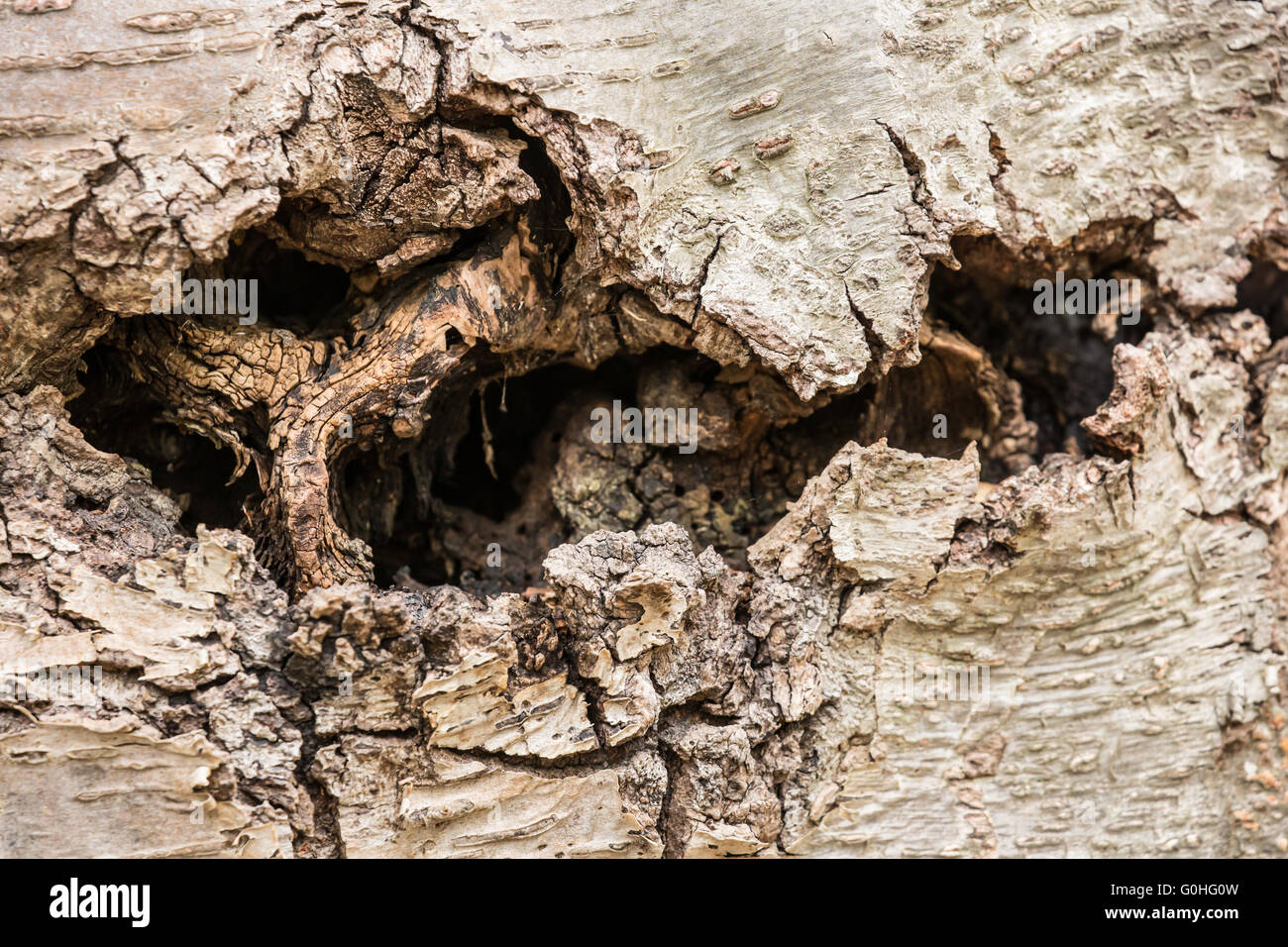 Rotted tree hi-res stock photography and images - Alamy