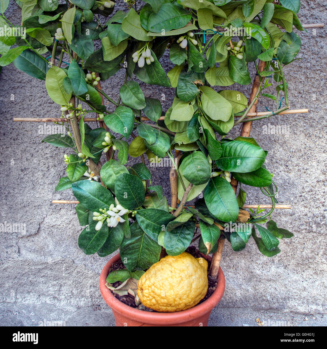 Etrog ritual fruit hi-res stock photography and images - Alamy