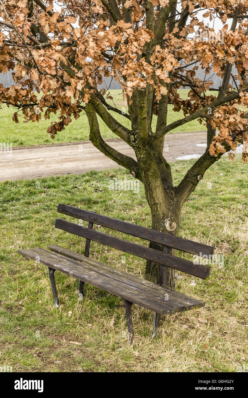 an old bench under a tree in autumn Stock Photo - Alamy