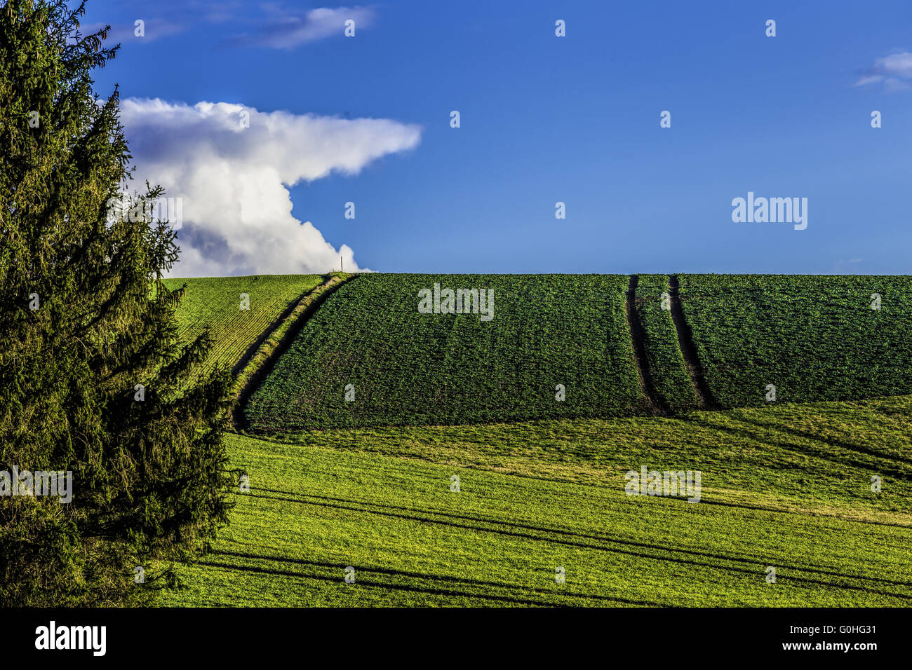lines in field, tree and cloud Stock Photo - Alamy