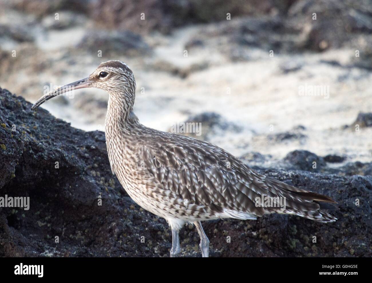 Eurasian whimbrel hi-res stock photography and images - Alamy