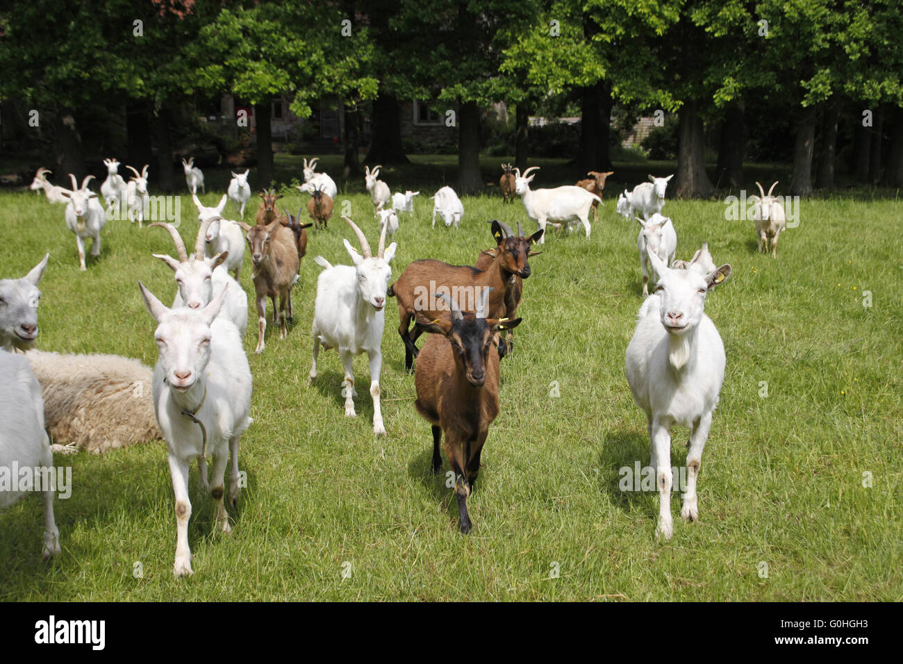 Buck goat hi-res stock photography and images - Alamy