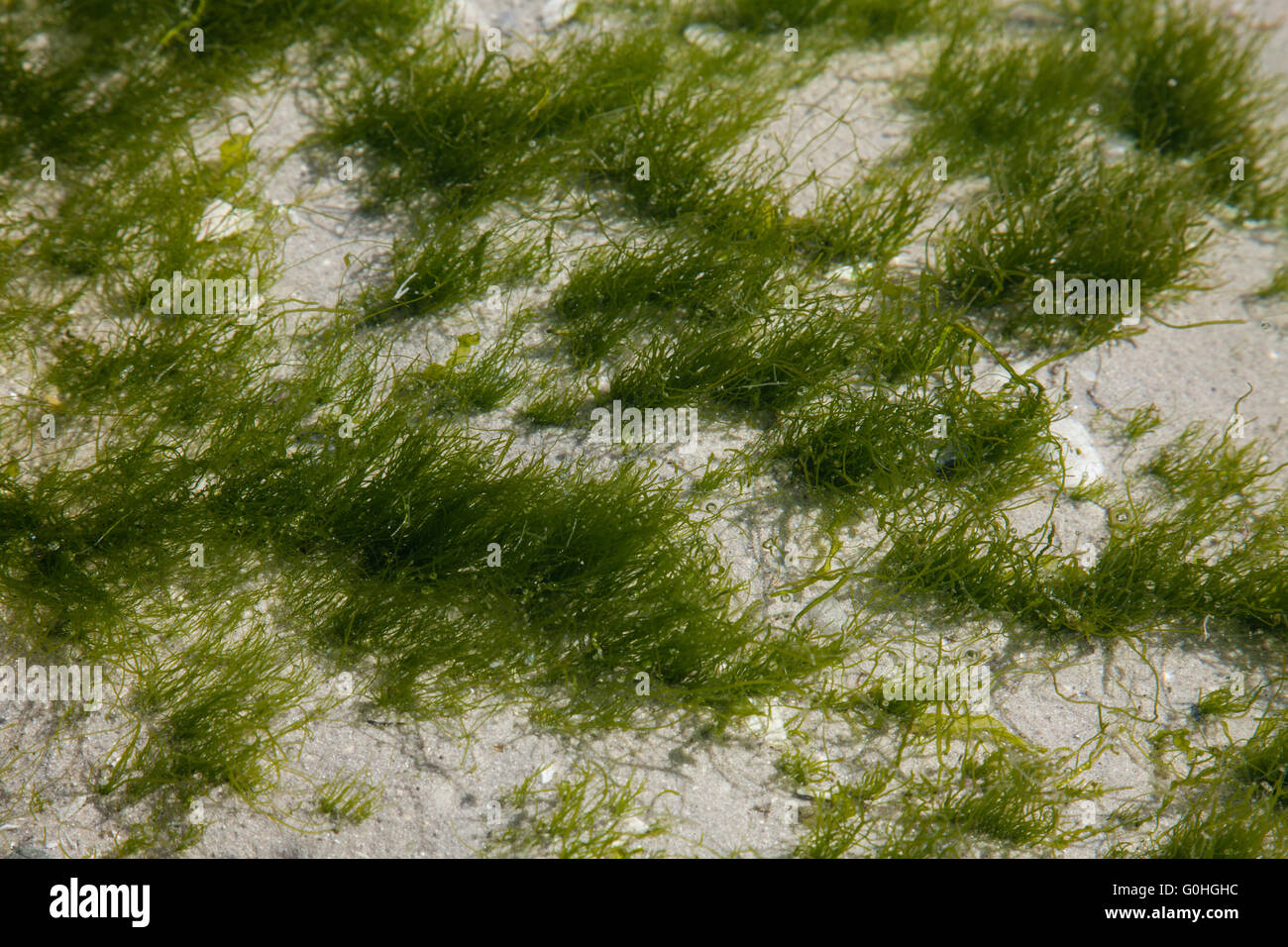 Algae texture hi-res stock photography and images - Alamy