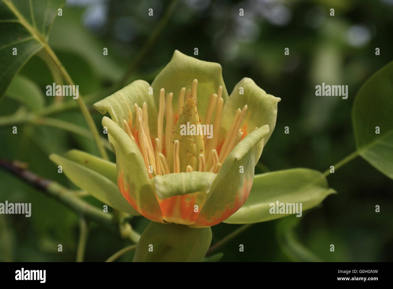 Bluehender tulpenbaum hi-res stock photography and images - Alamy