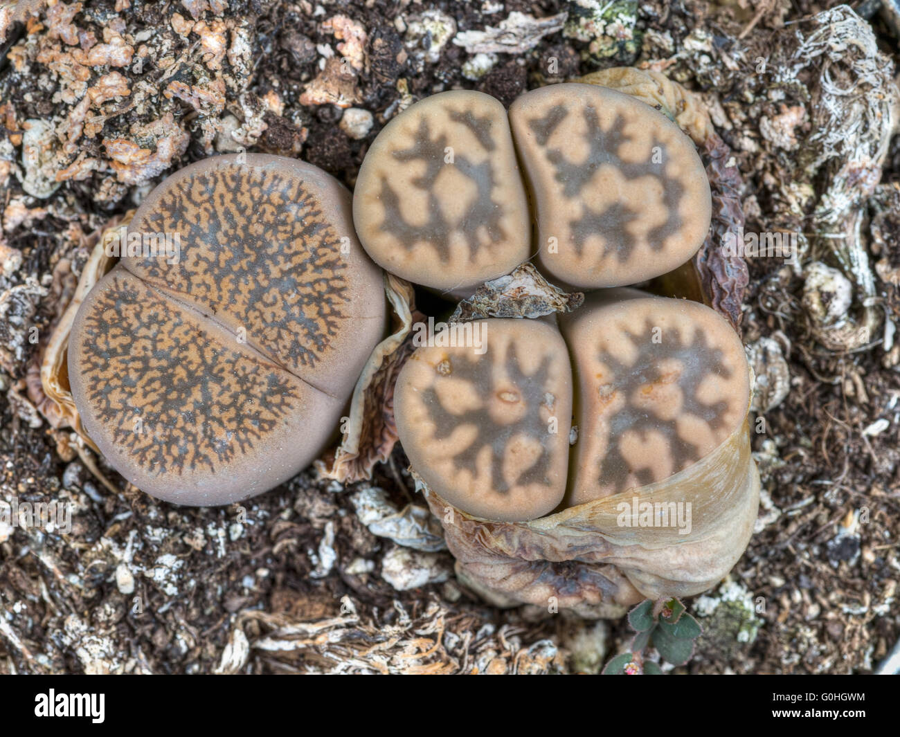 Interesting houseplants. Living stone cacti. Lithops Stock Photo - Alamy