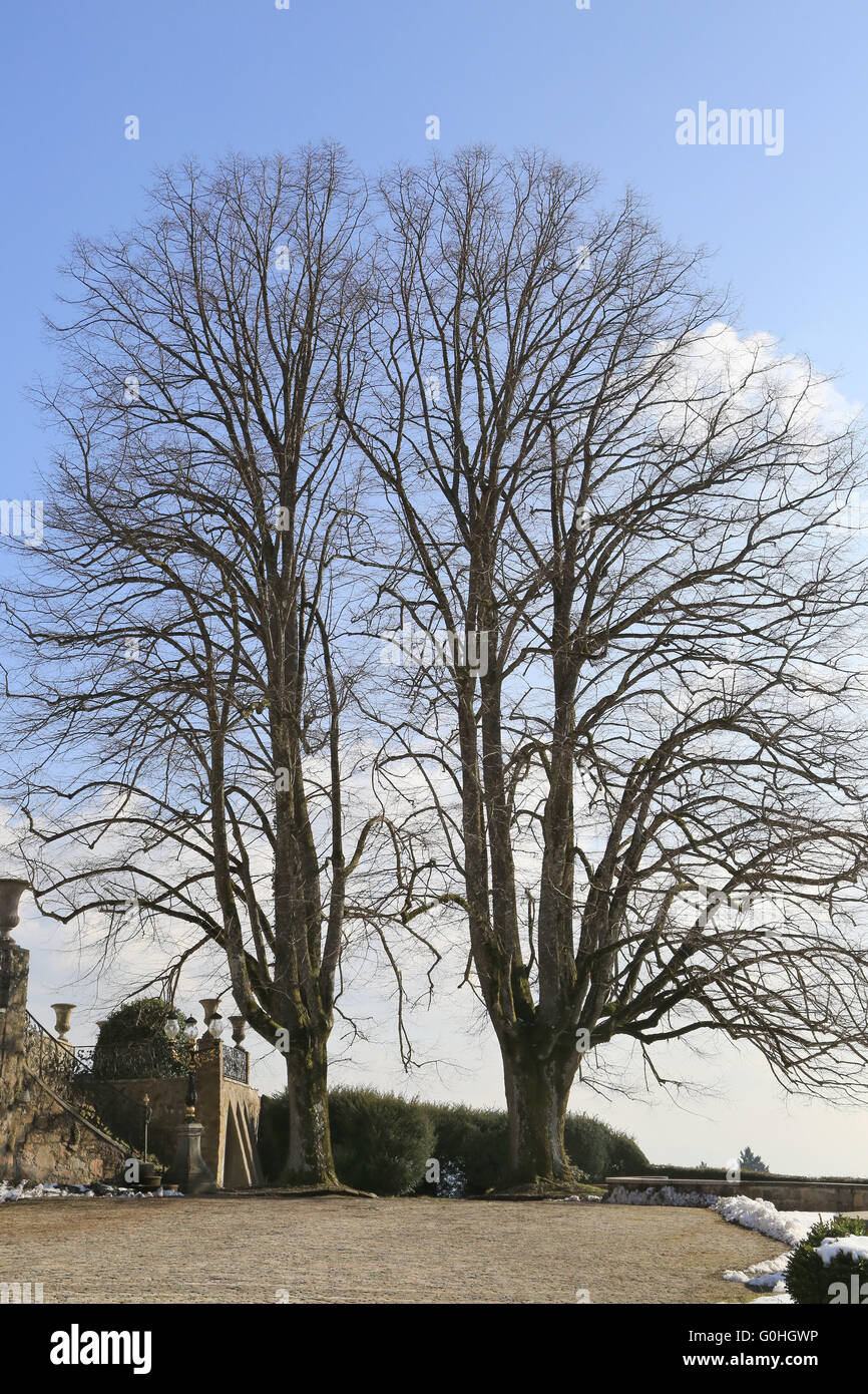 Two mighty beech trees Stock Photo - Alamy