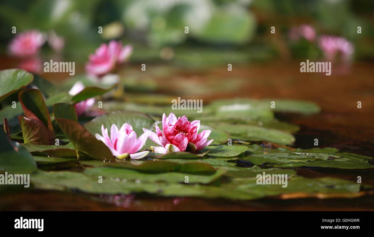 wildflower red lotus Stock Photo - Alamy