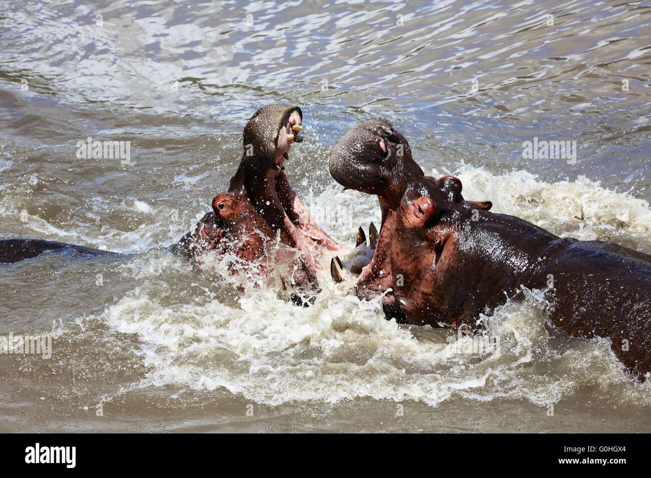 hippo fighting at the masai mara national park kenya Stock Photo - Alamy