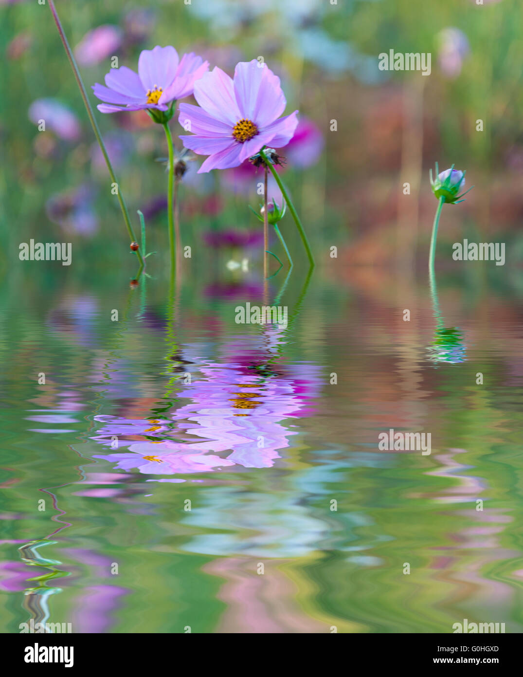 Water Ripple and reflections of Flora on water Stock Photo - Alamy
