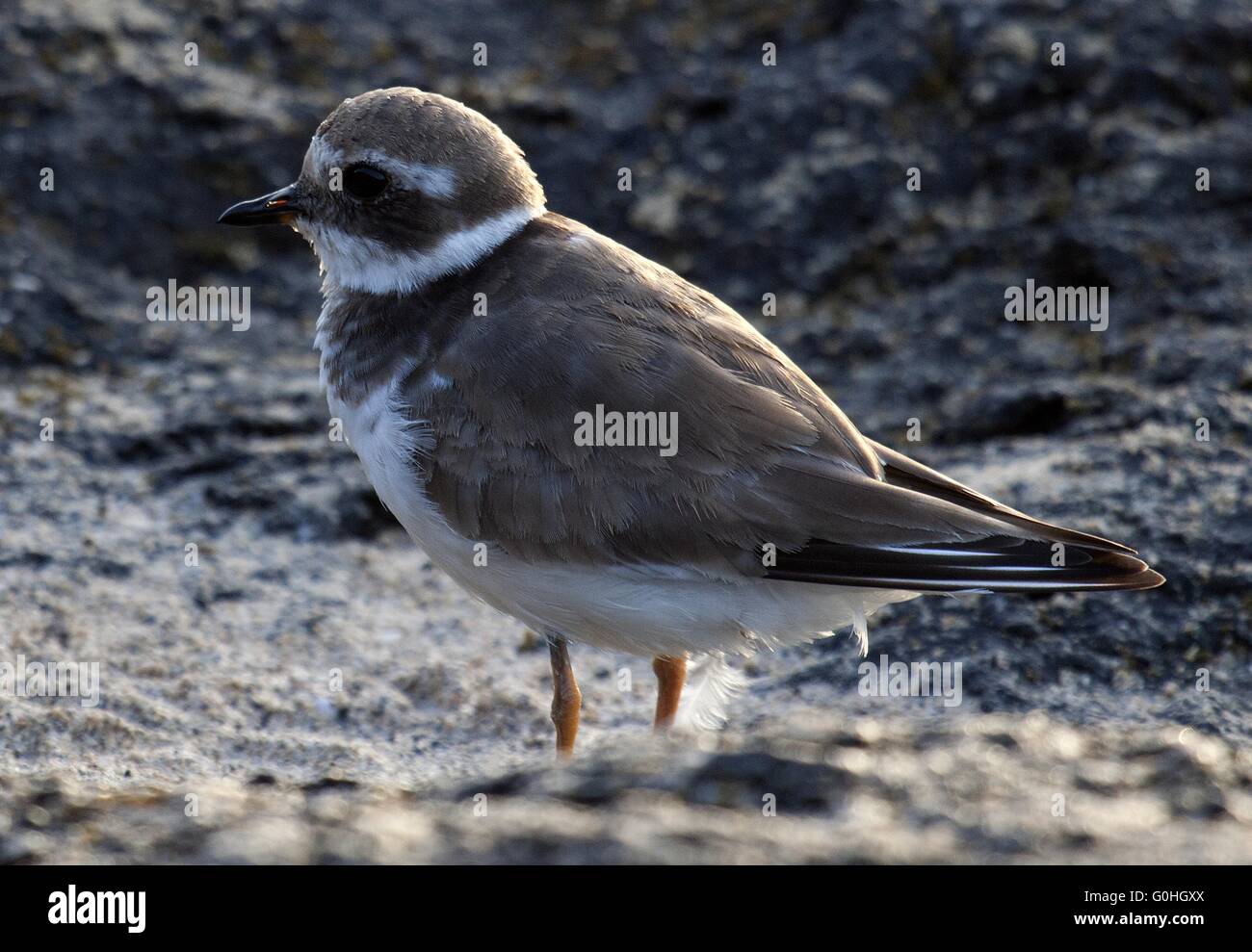 Common Ringed Plover Stock Photo - Alamy