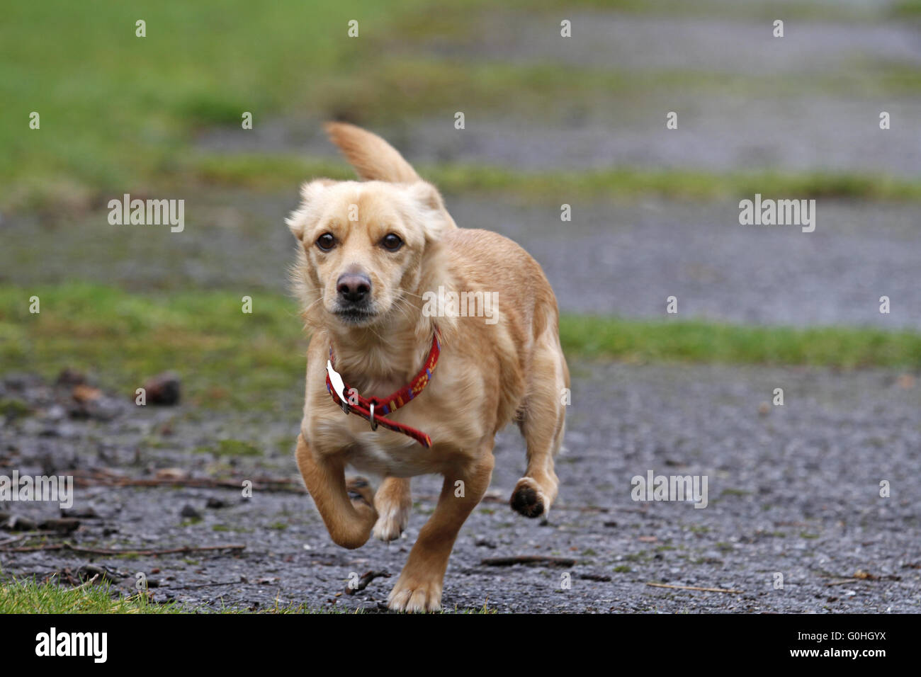 Outdoor running hi-res stock photography and images - Alamy