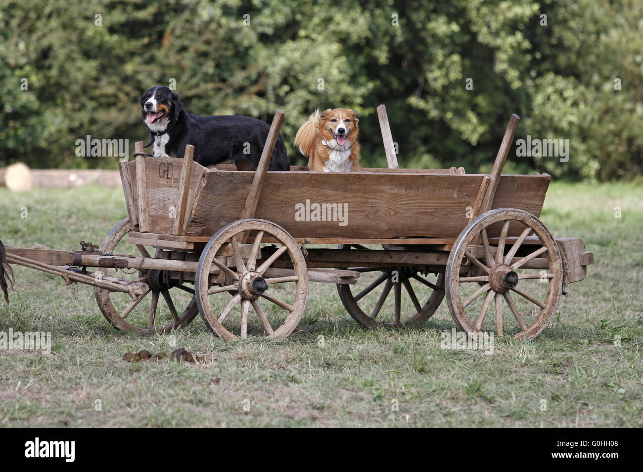 dogs on a cart Stock Photo - Alamy