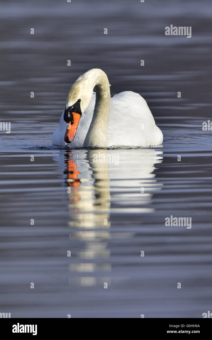 Swan black sea hi-res stock photography and images - Alamy