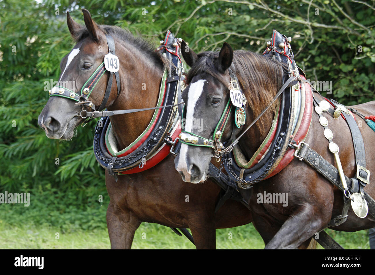 Noriker horse hi-res stock photography and images - Alamy