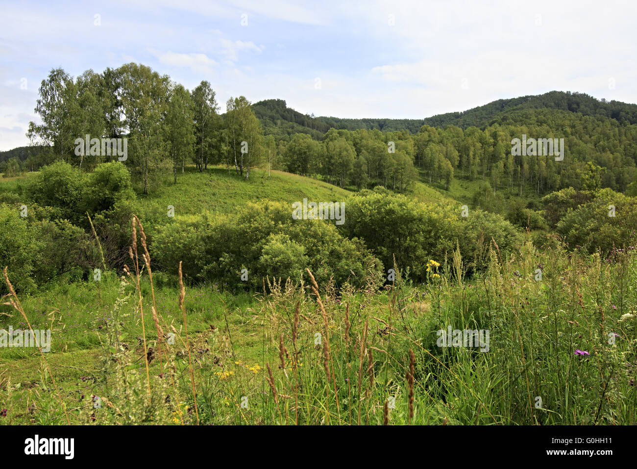 Green forest on hills of Altai Krai Stock Photo - Alamy
