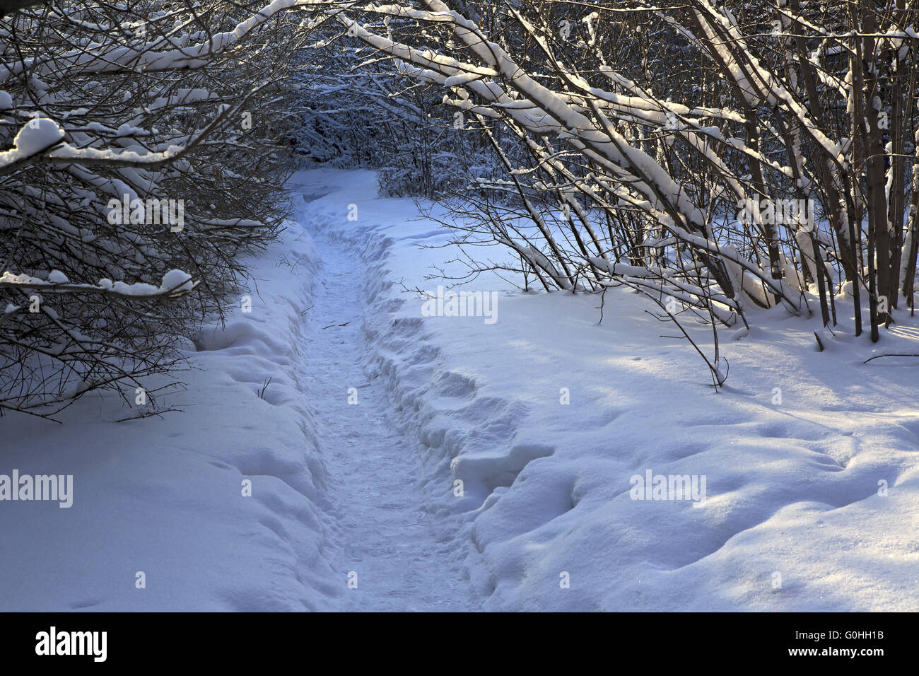 Path in snow drifts through the trees Stock Photo - Alamy