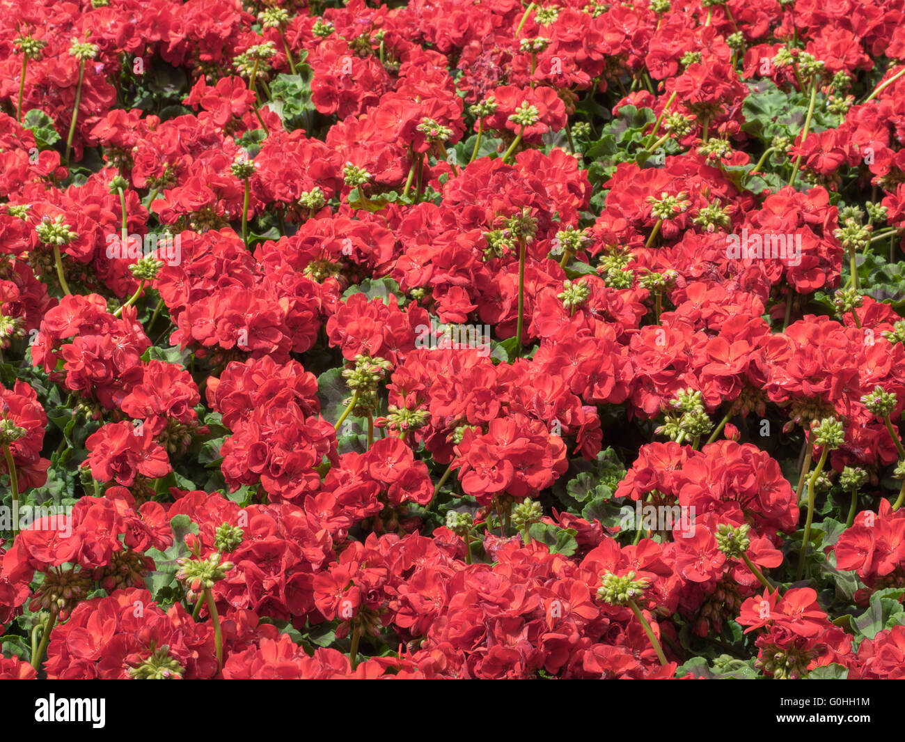 Red geraniums, pelargoniums. Bright flowers Stock Photo - Alamy