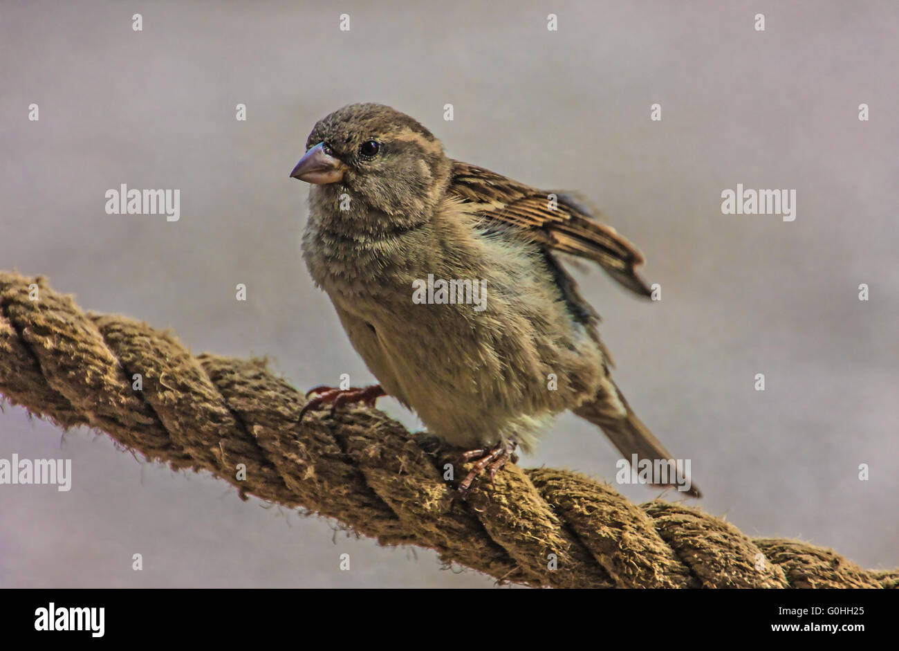 Brow bird hi-res stock photography and images - Alamy