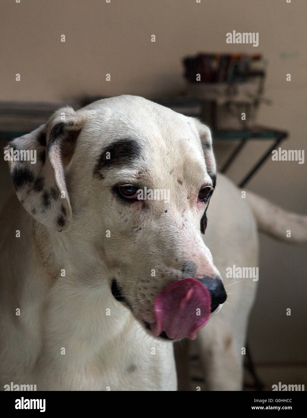 Tongue scar hi-res stock photography and images - Alamy