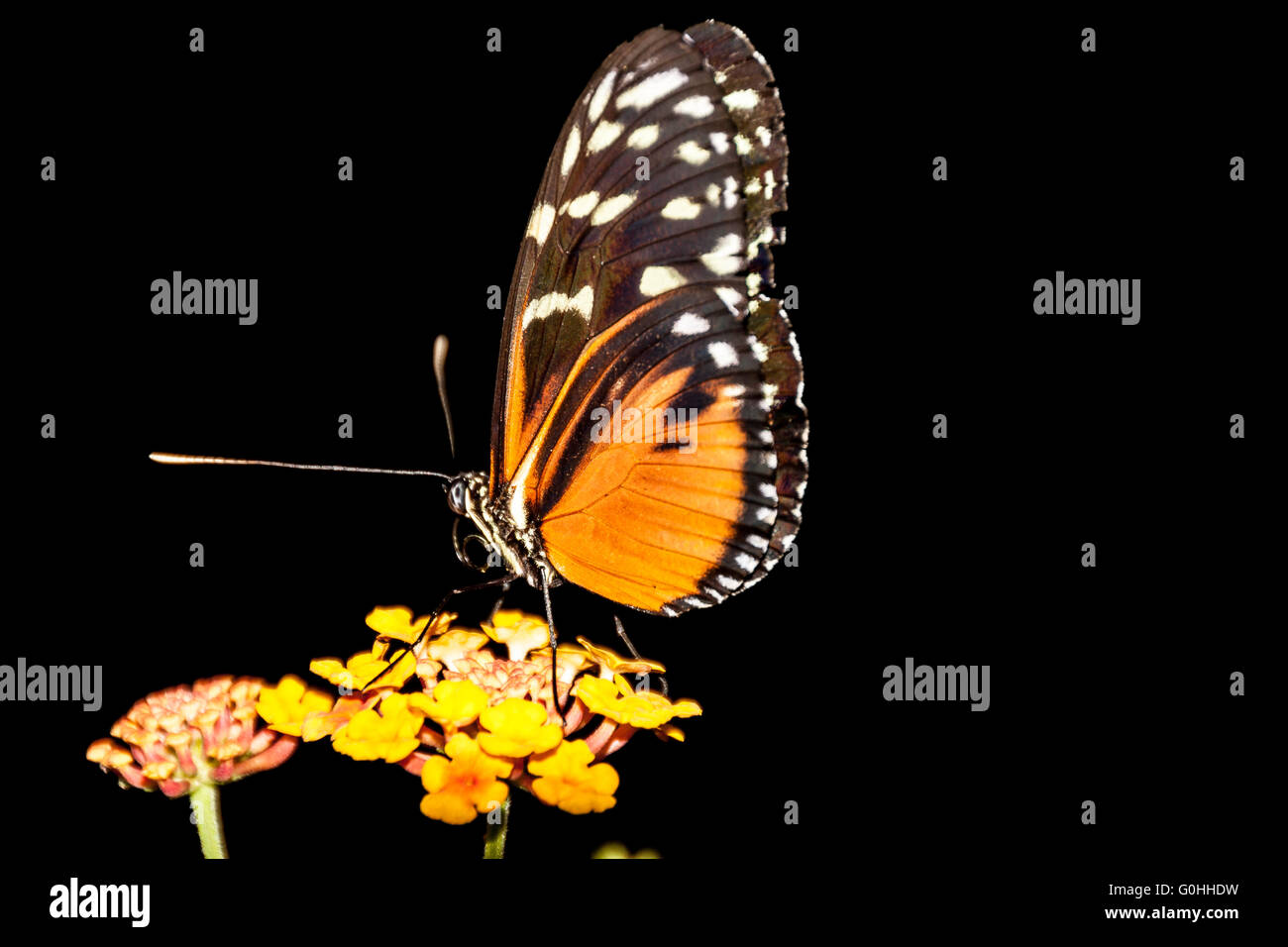 Solo butterfly hi-res stock photography and images - Alamy