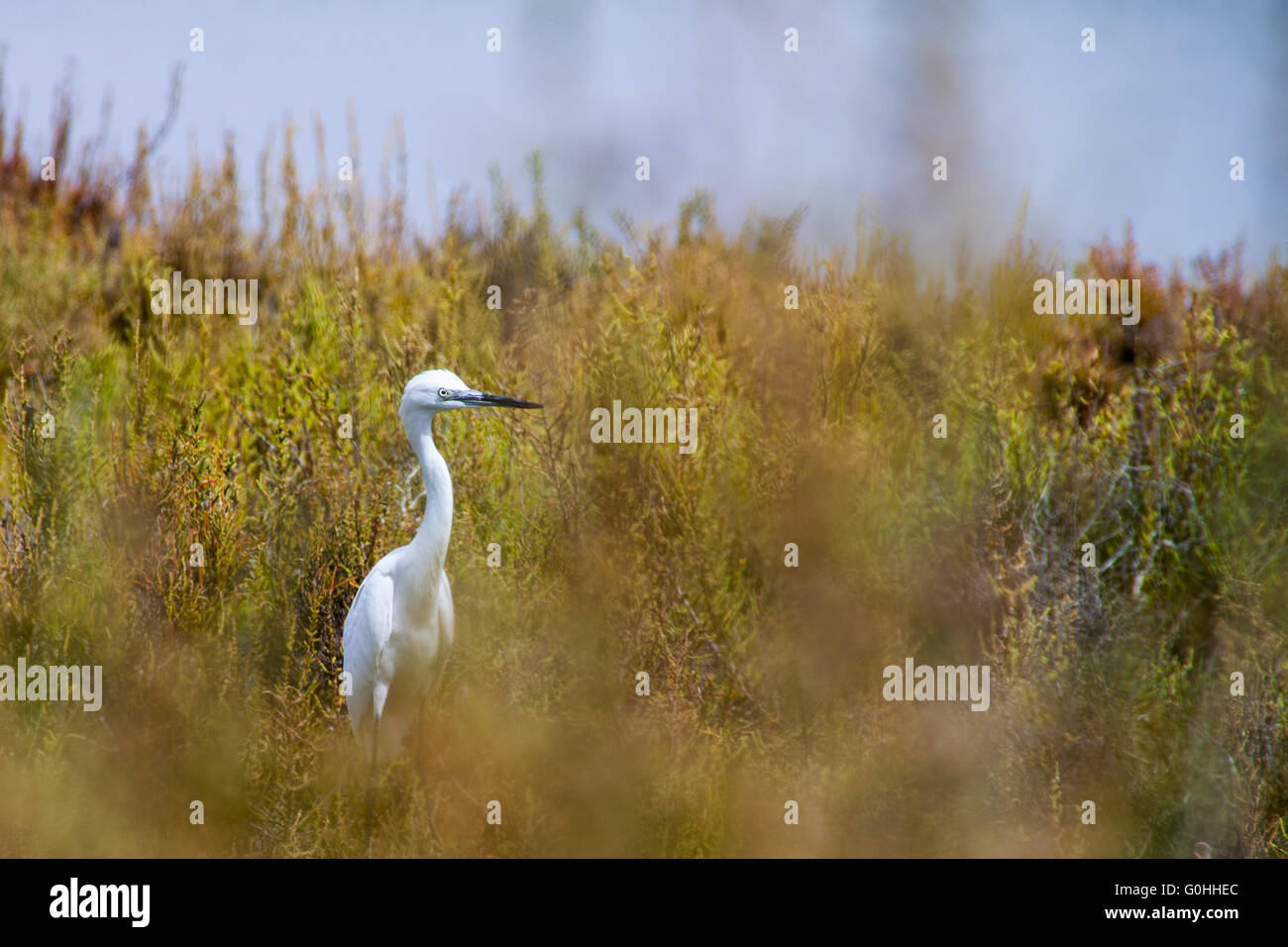 a white bird - portrait Stock Photo - Alamy