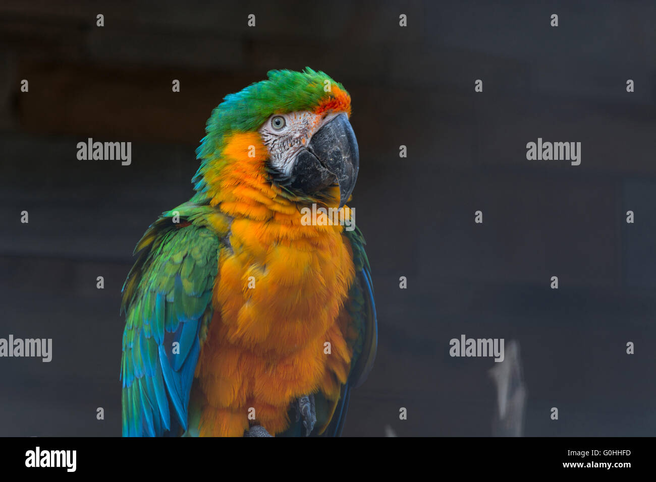 Beautiful colorful Macaw parrot Stock Photo - Alamy