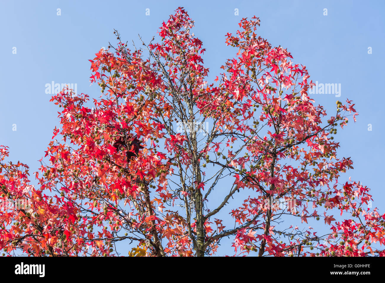 Autumn tree in November in sunny weather Stock Photo - Alamy