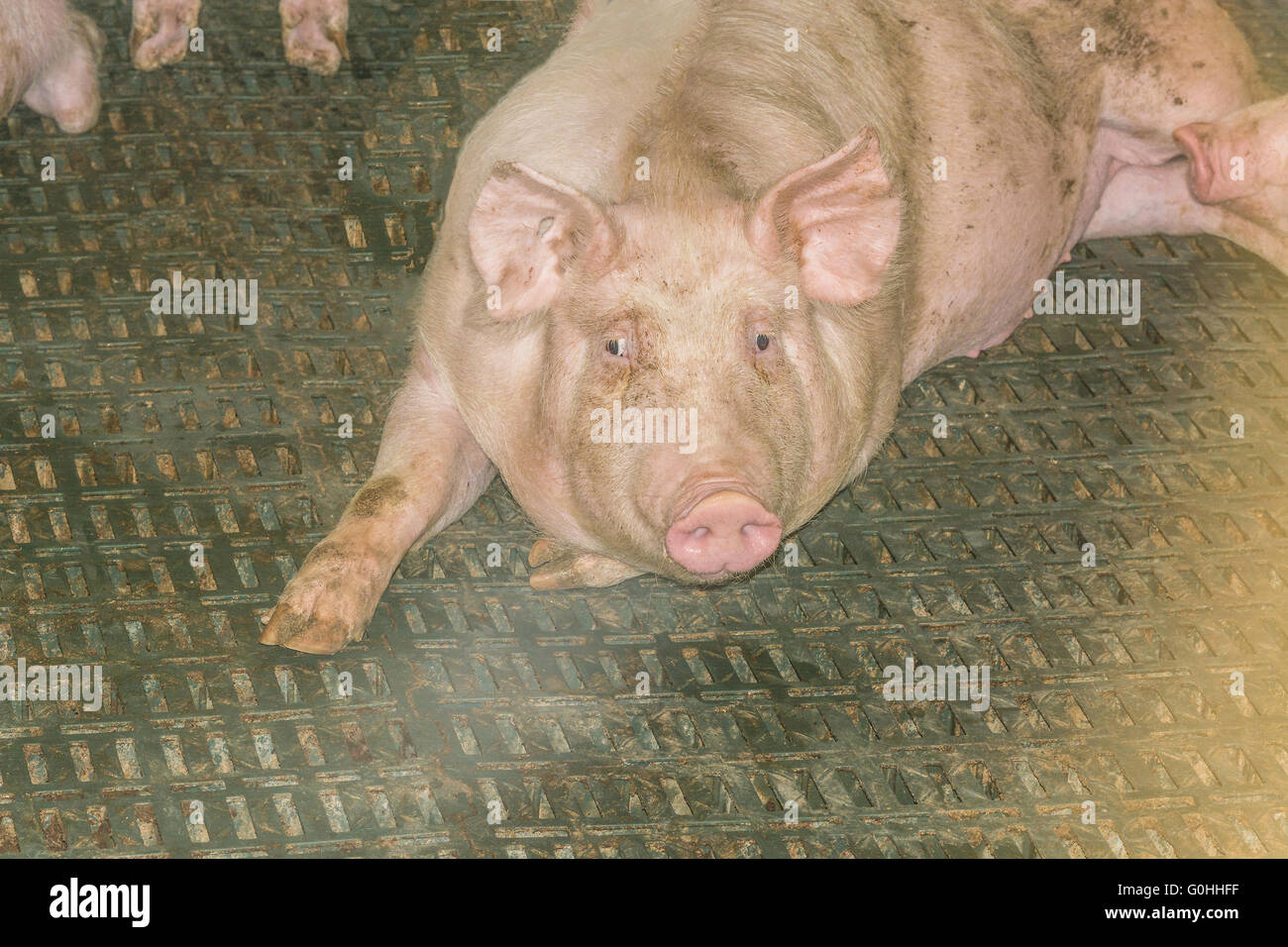 Pig in the pig house Stock Photo - Alamy