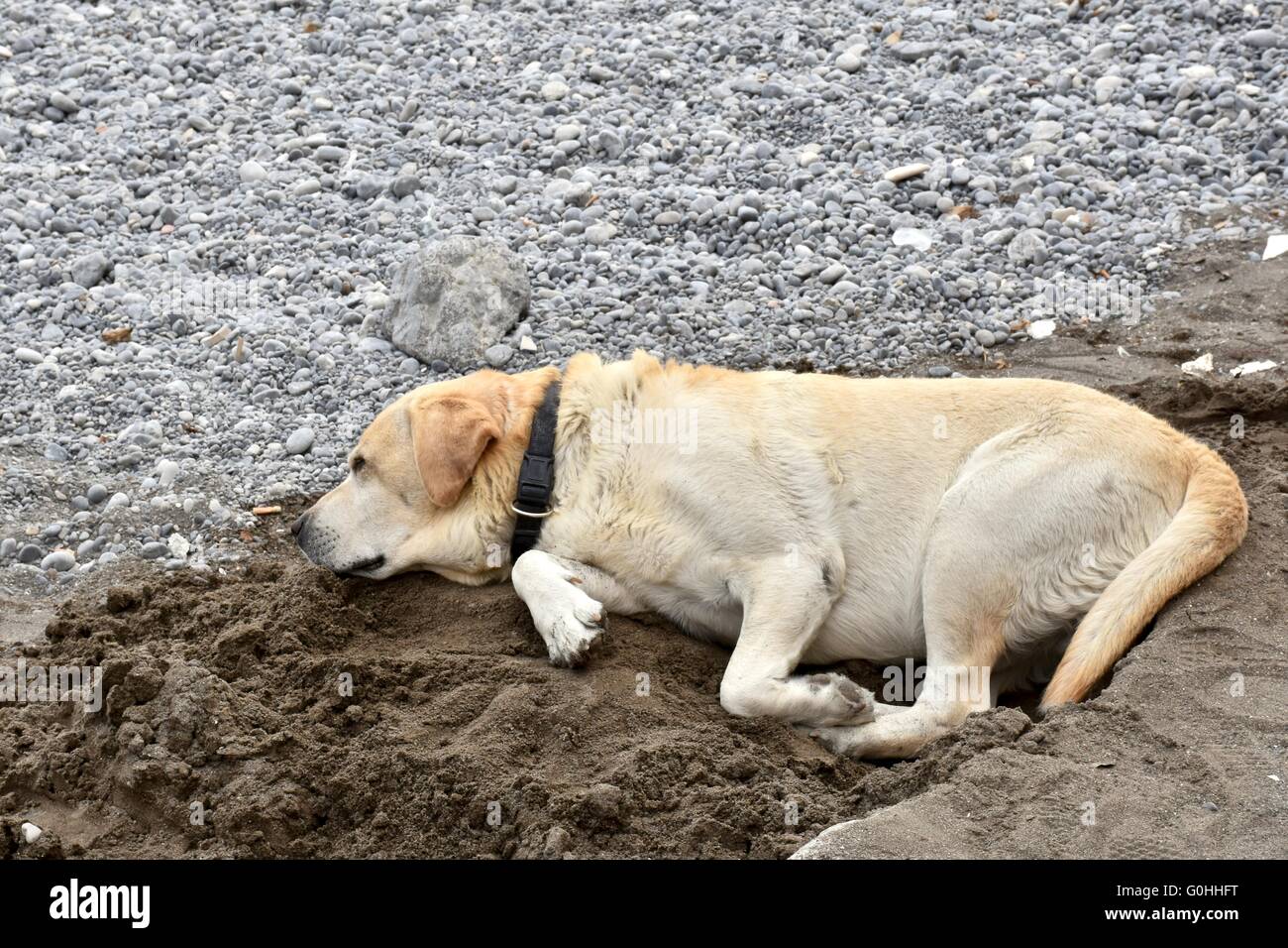 yellow lab laying in the sand Stock Photo - Alamy
