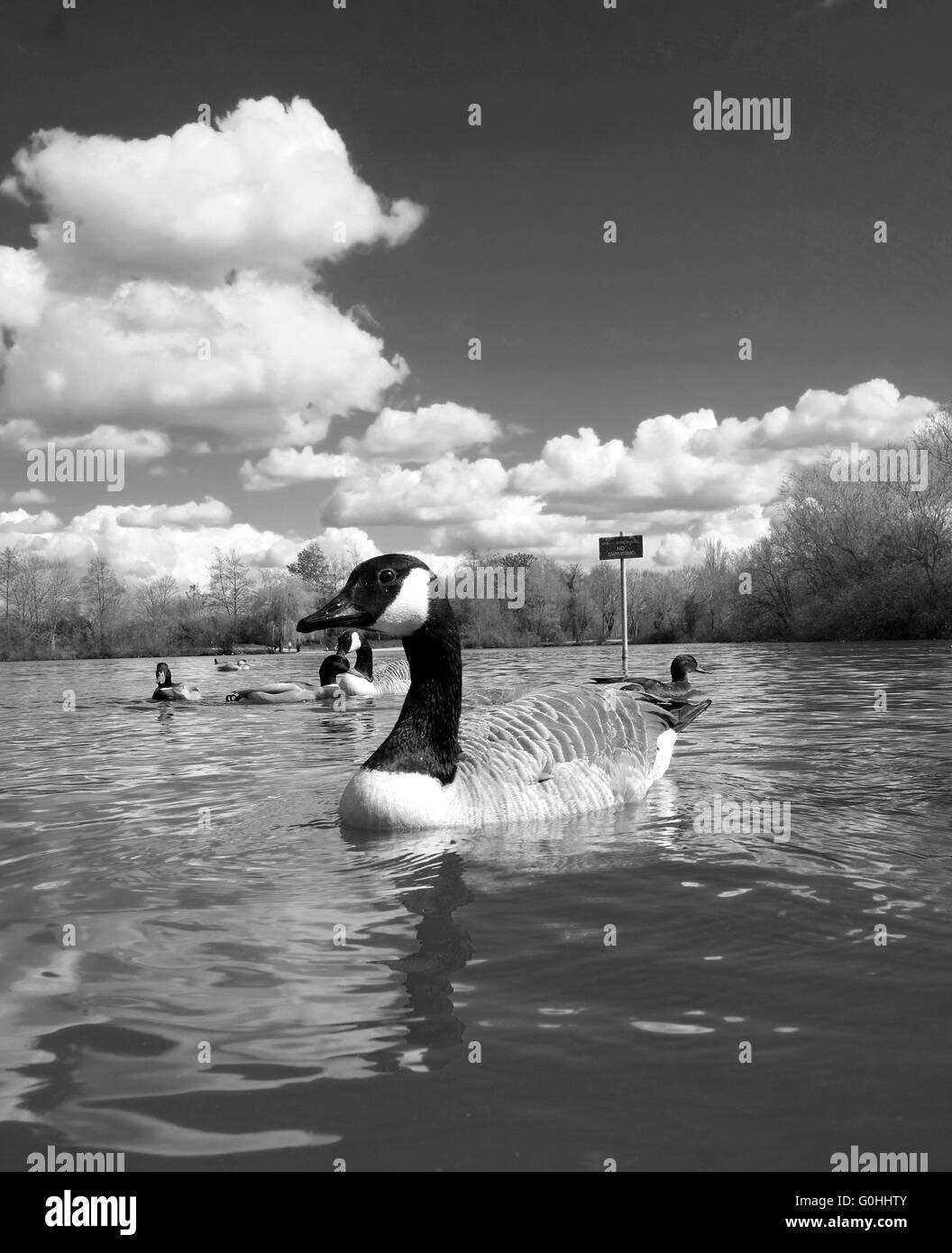 Low view point images taken of Canada Geese at Thatcham Wildlife centre ...