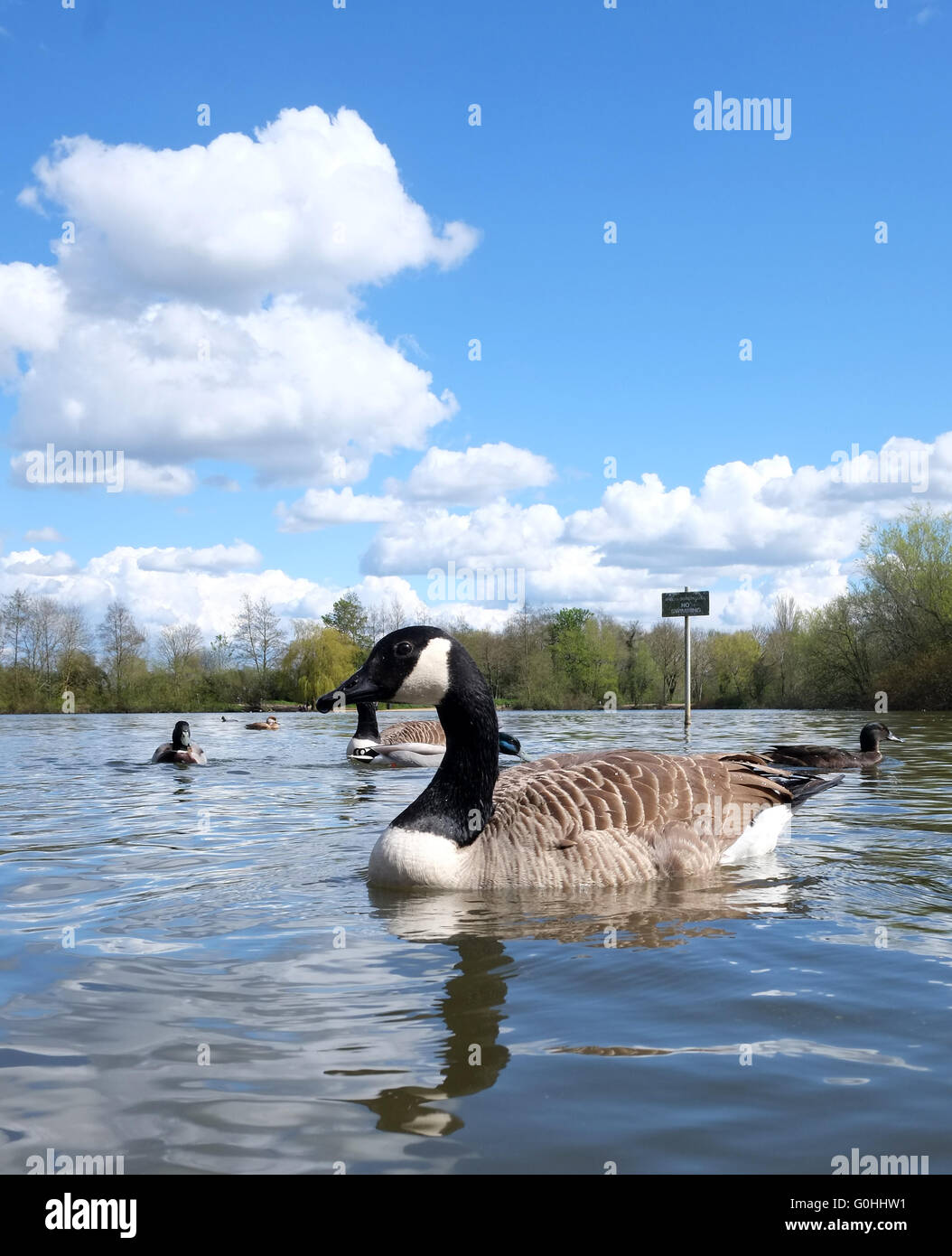 Low view point images taken of Canada Geese at Thatcham Wildlife centre ...