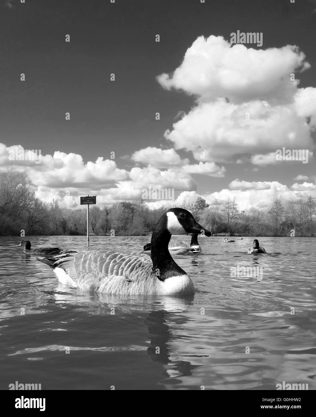 Low view point images taken of Canada Geese at Thatcham Wildlife centre ...