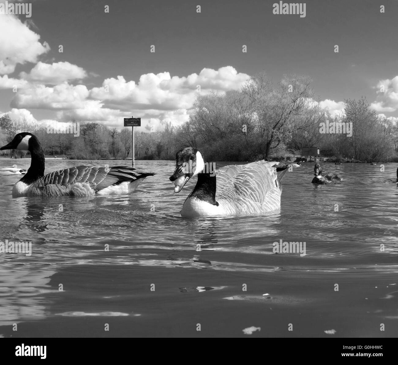 Low view point images taken of Canada Geese eating thrown bread at ...