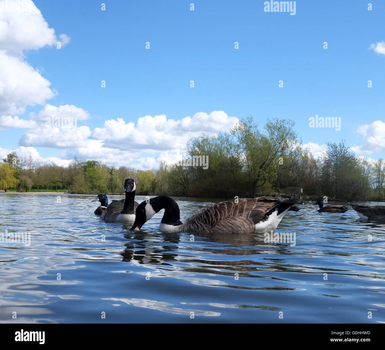 Low view point images taken of Canada Geese eating thrown bread at ...