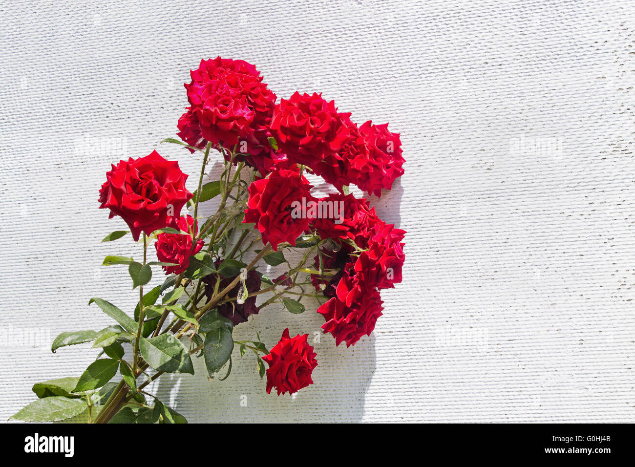 Red roses on a wall hi-res stock photography and images - Alamy