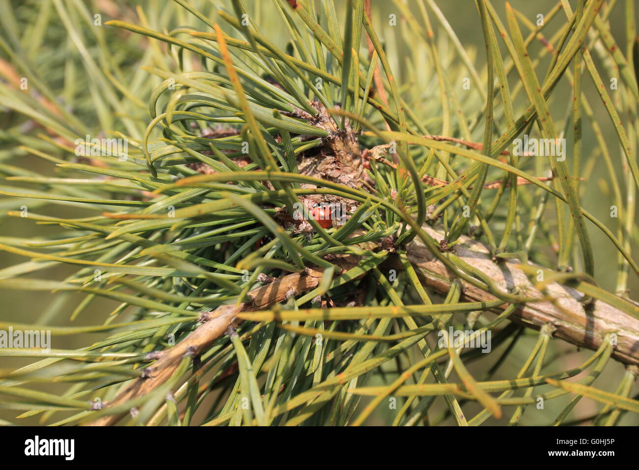 The first ladybug Stock Photo - Alamy