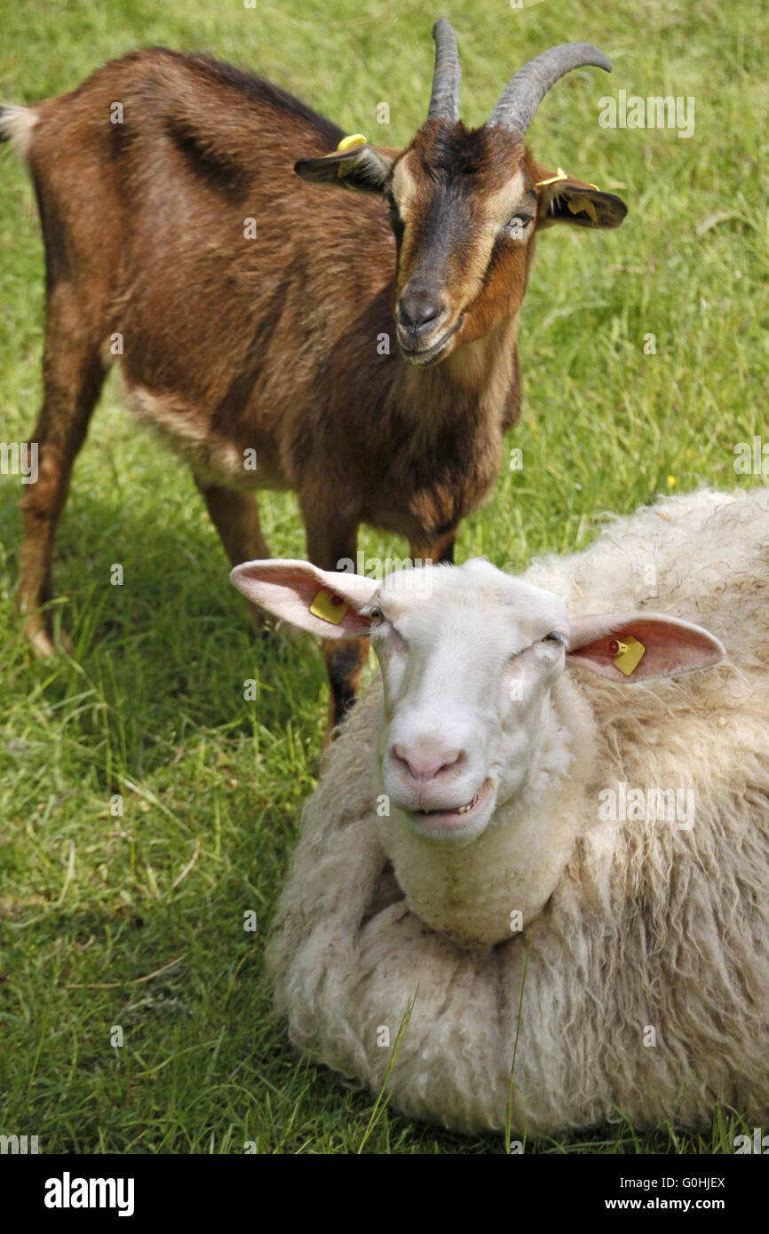 goat and sheep Stock Photo - Alamy