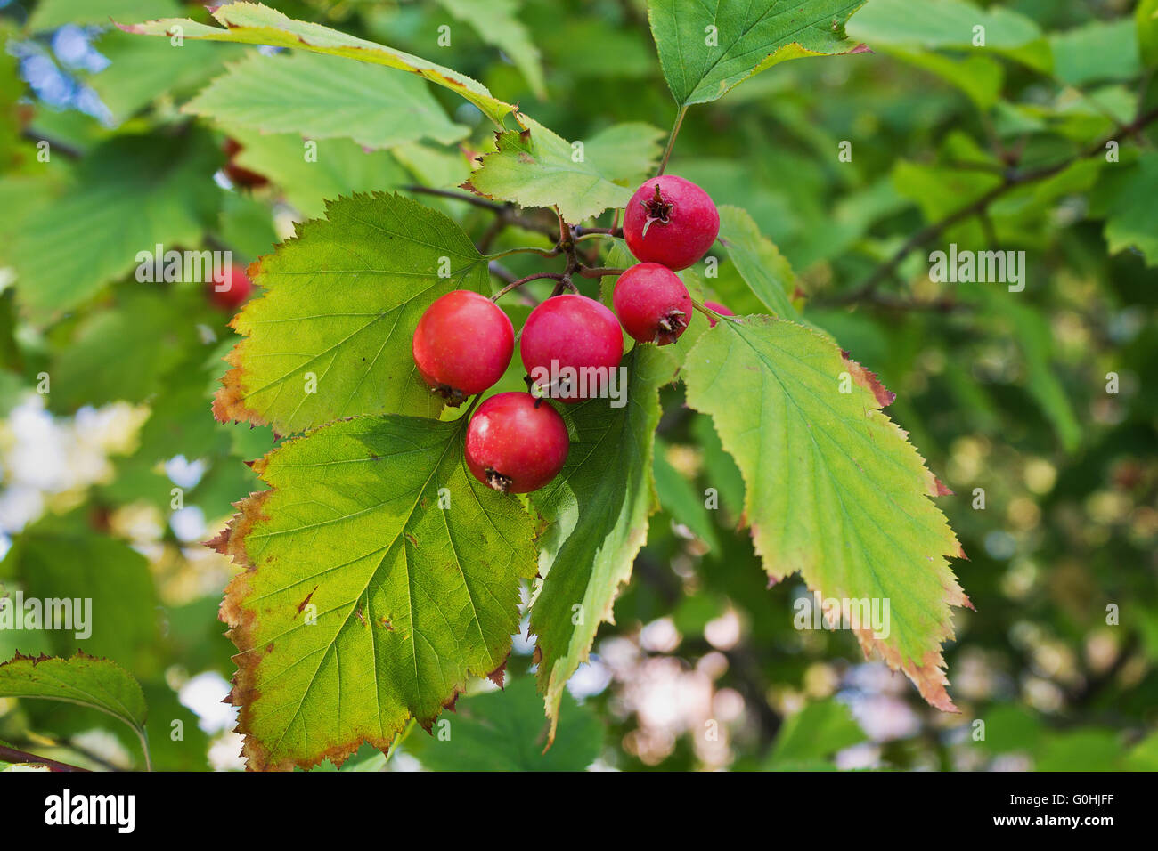 Hawthorn tree leaves hi-res stock photography and images - Alamy