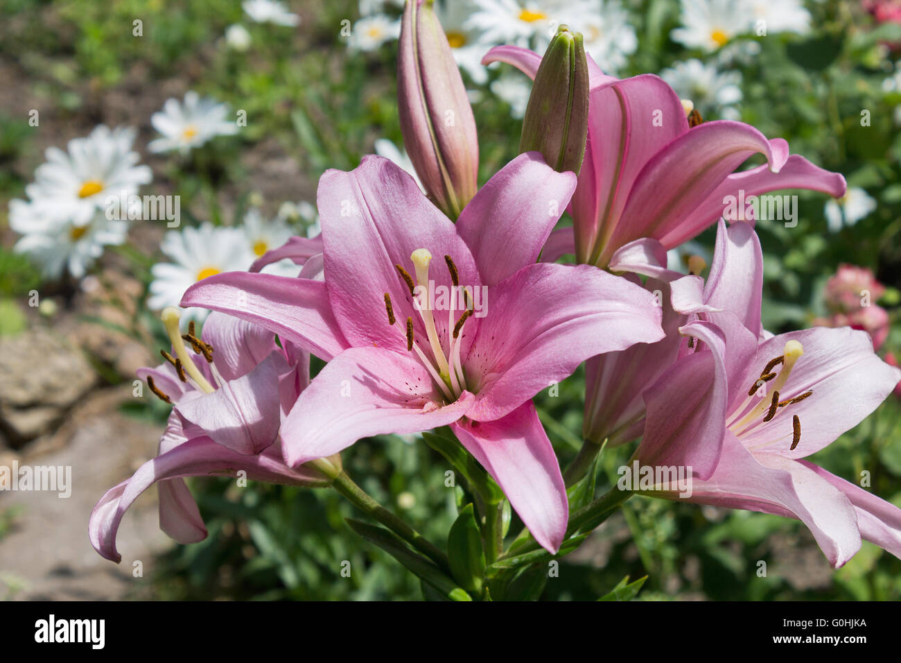 pink lily in the garden closeup Stock Photo - Alamy