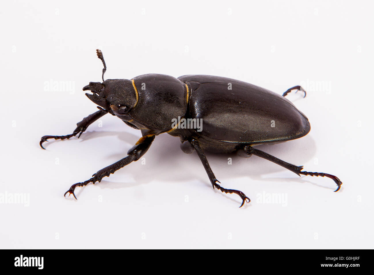 Female Stag Beetle isolated on white Stock Photo - Alamy