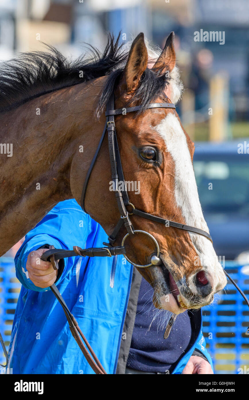 Portrait of a bay working hunter with a white blaze wearing a bridle ...